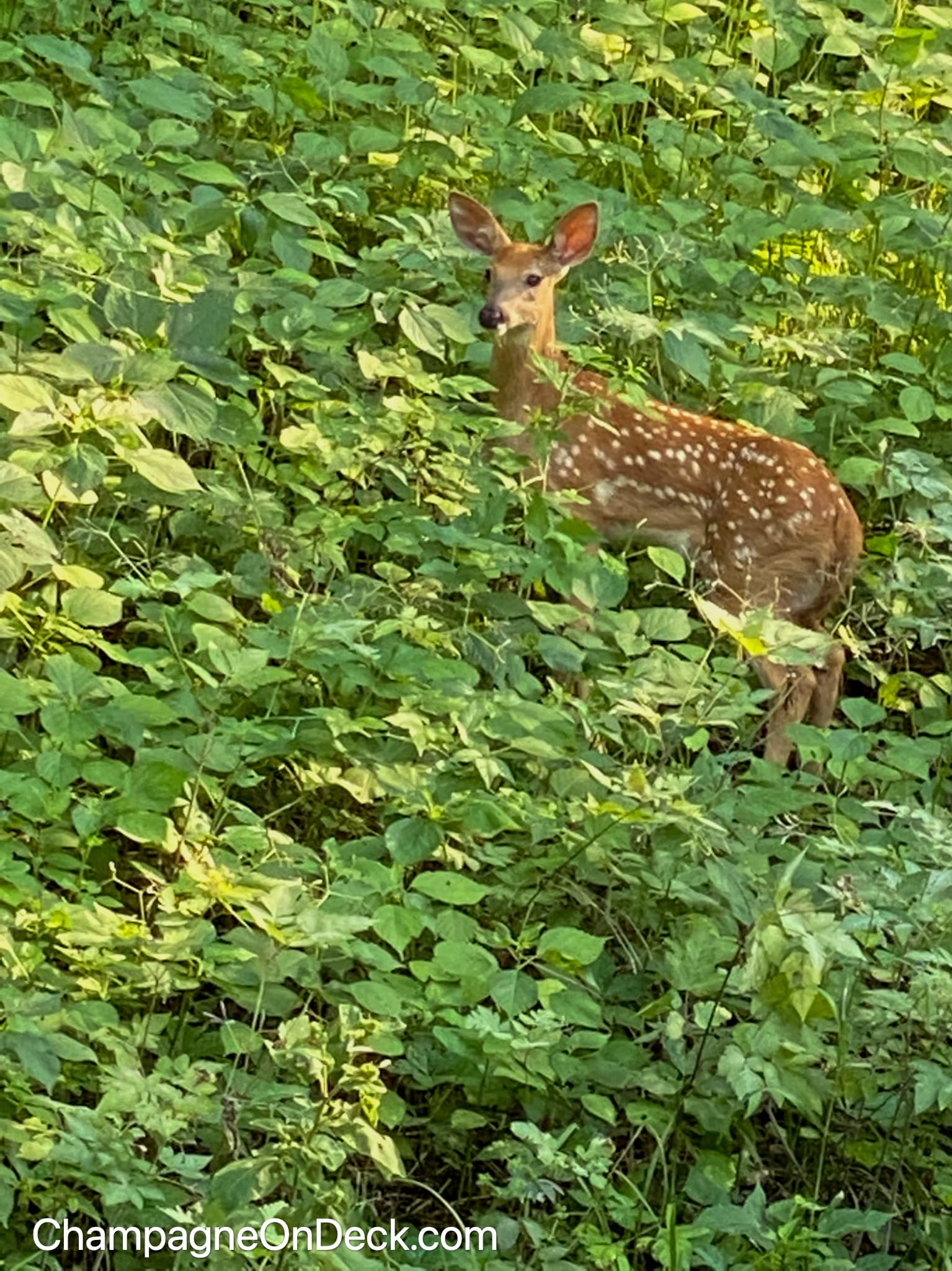 100+ Outdoor Nature Activities for Kids Summer Challenge